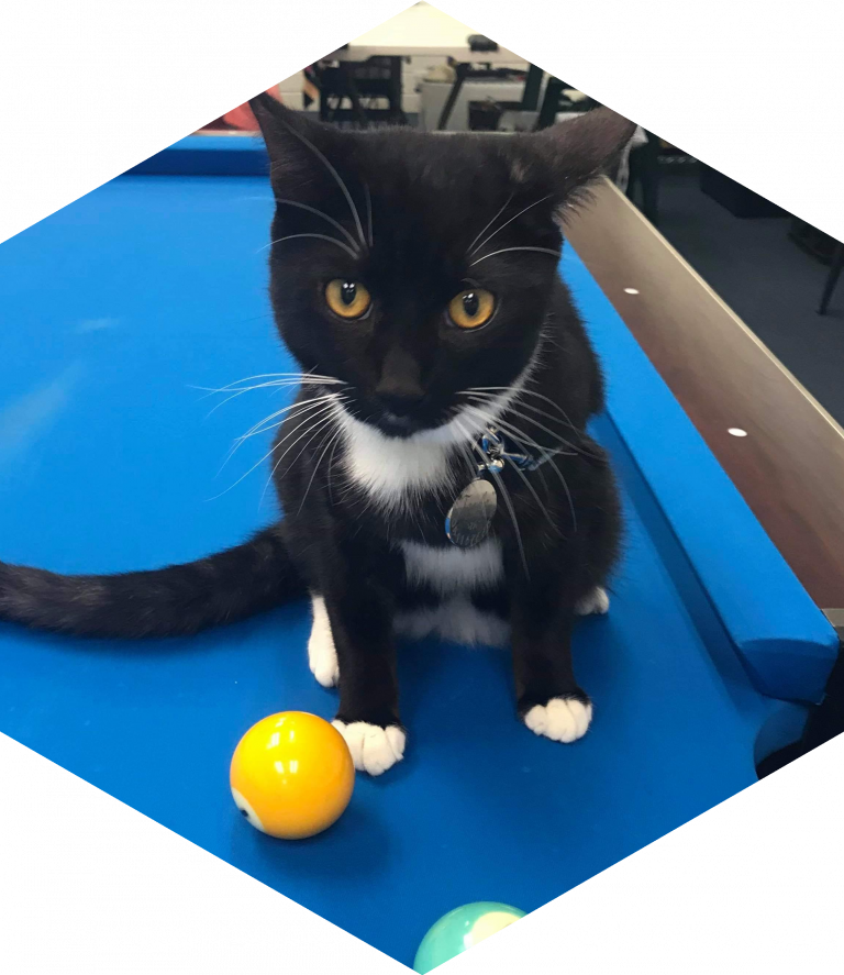 Sydney Sunday Pool Competitions